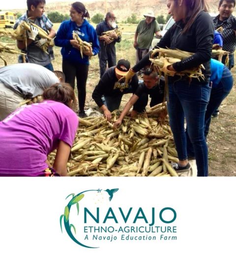 Navajo Ethno-Agriculture | Cultivating traditional Navajo crops ...